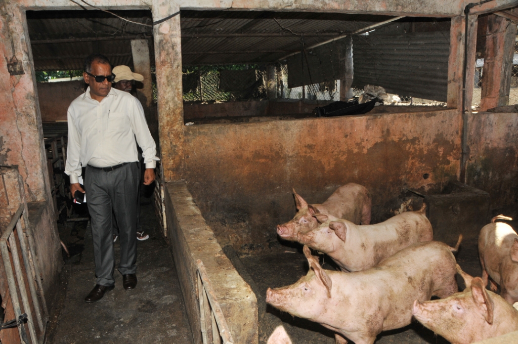 Minister Bholah reiterates Government’s commitment to boost pig ...