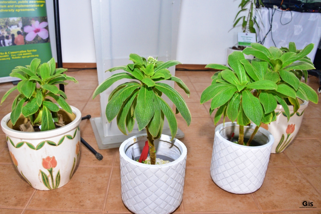 Indigenous plant, ‘Cylindrocline lorencei’, saved from extinction and ...