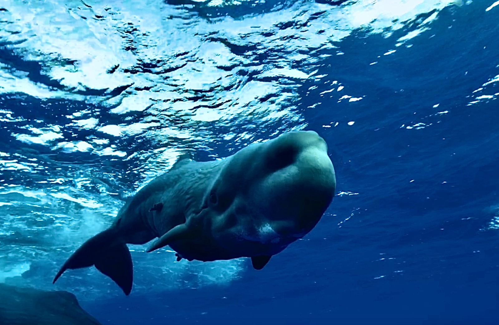 Newborn sperm whale born few hours following the launch of the Indian ...