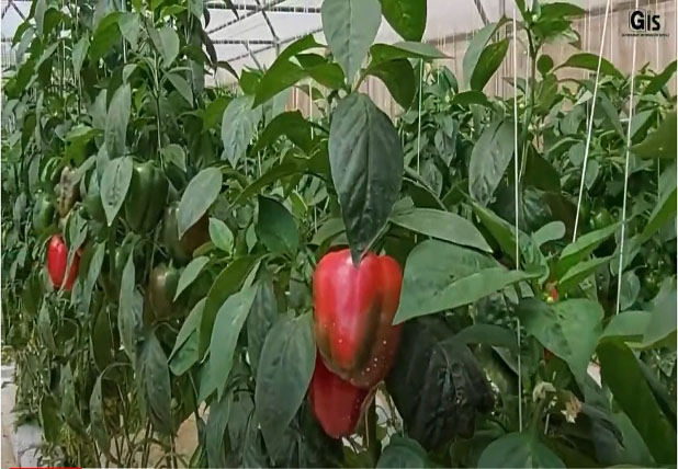 Sheltered Farming/Hydroponics Boosting innovative and climate resilient ...