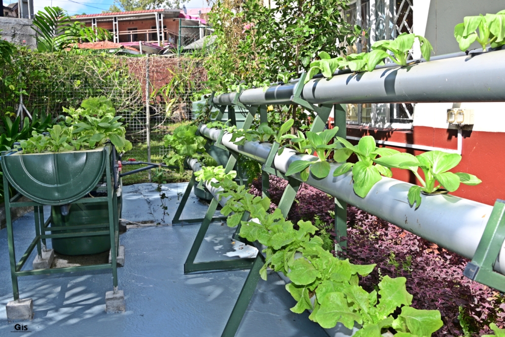 Solar-Powered Aquaponics Garden Inaugurated at Mount Ory