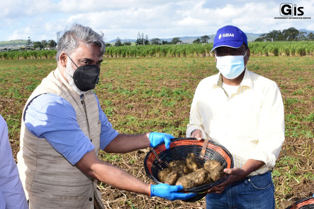 Potato Harvesting: Minister Gobin announces increase in floor price for ...