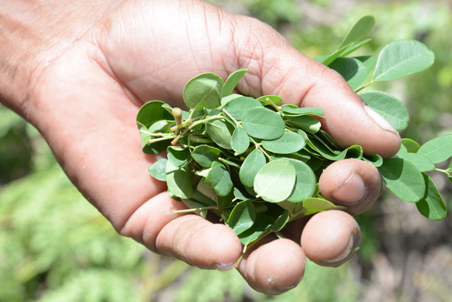 Plea to planters not to leave land abandoned